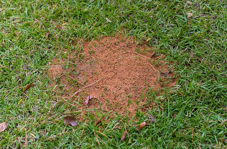 Fire Ant Control in Greater Charlotte, NC
